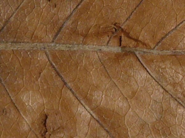 texture 0005 - Texturelib